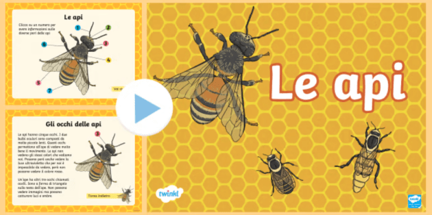 Differenza Tra Api E Vespe Twinkl