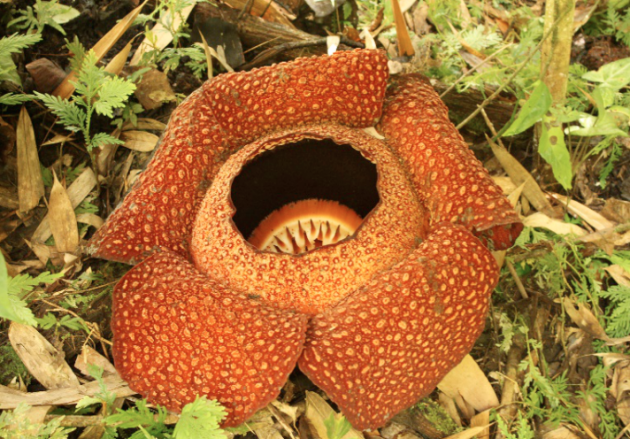 Indonesia - Geography and more! - Teaching Wiki - Twinkl