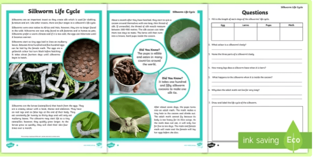 What is a Silkworm? - Twinkl Explains - Primary Resources