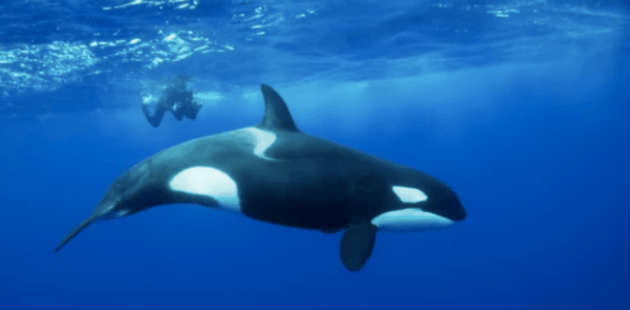 اقرأ عن أنواع الحيتان، وحمّل أنشطتنا التعليمية ذات الصلة.