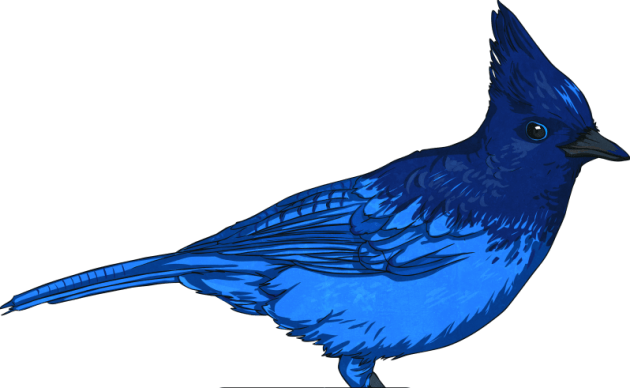 Birds of British Columbia | Official Bird of British Columbia