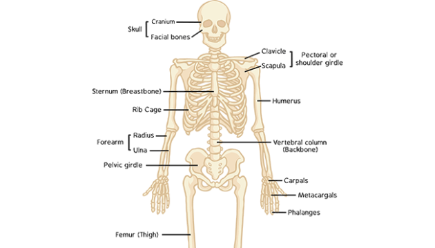 What Is The Skeletal System Twinkl