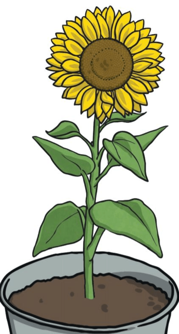 Flowers in Summer | Teaching Wiki | Twinkl - Twinkl