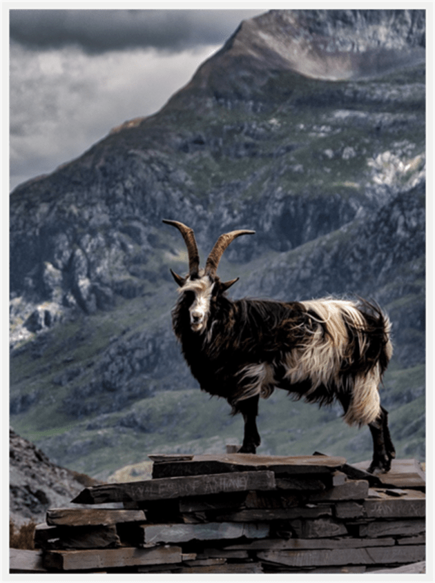 Wildlife in North Wales - Where to find and what you’ll see