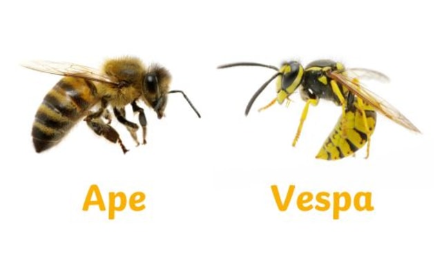 Differenza tra api e vespe - Twinkl