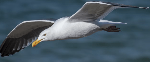 What is Utah? - Utah Facts for Kids - Twinkl USA - Twinkl