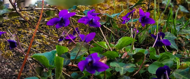 What is Illinois? - Illinois Facts for Kids - Twinkl USA