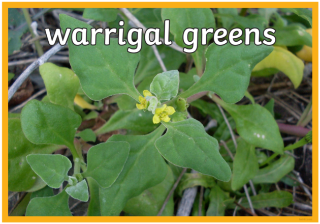 Bush Foods | Twinkl Teaching Wiki - Twinkl
