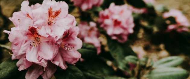 What is West Virginia? - West Virginia Facts for Kids - Twinkl