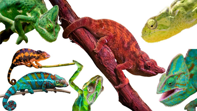Panther Chameleon Life Cycle Page 3 | Chameleon Life Cycle Images