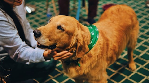What Is a Therapy Dog? Teaching Wiki for Kids | Twinkl USA