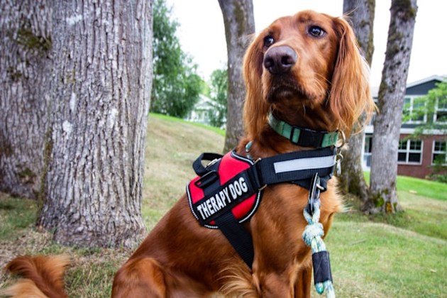 What Is a Therapy Dog? Teaching Wiki for Kids | Twinkl USA