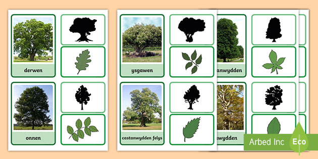 What is ‘tree’ in Welsh? Find out with this Teaching Wiki - Twinkl Cymru