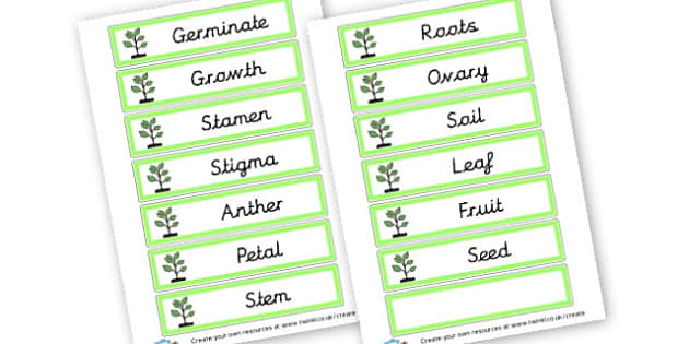 Plants Word Cards (teacher made) - Twinkl