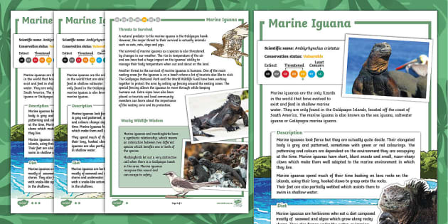 Endangered Species Day Marine Iguana Differentiated Fact File