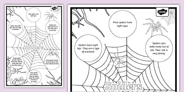 Spider Facts Colouring Page - KS1 (l'enseignant a fait)