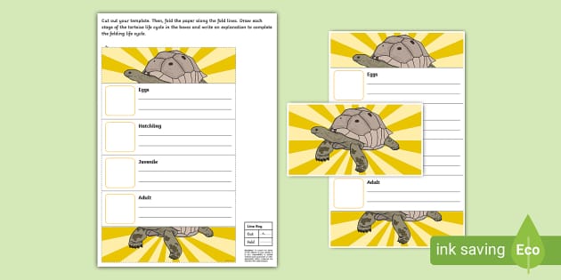 Tortoise Folding Life Cycle Template - Twinkl