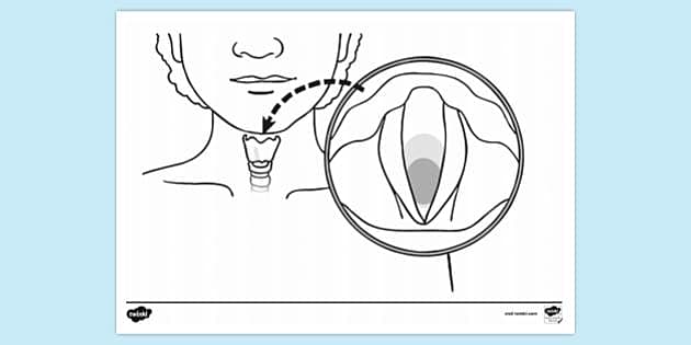 FREE! - Larynx Colouring Sheet | Colouring Sheets - Twinkl