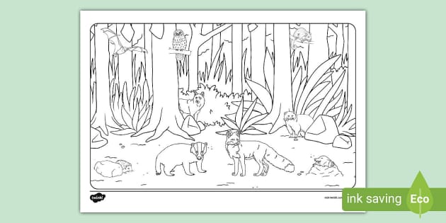 Nocturnal Animals Montage Colouring Page - Twinkl