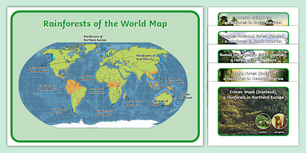 Jungle and Rainforest Photos - Rainforest Animals - Twinkl