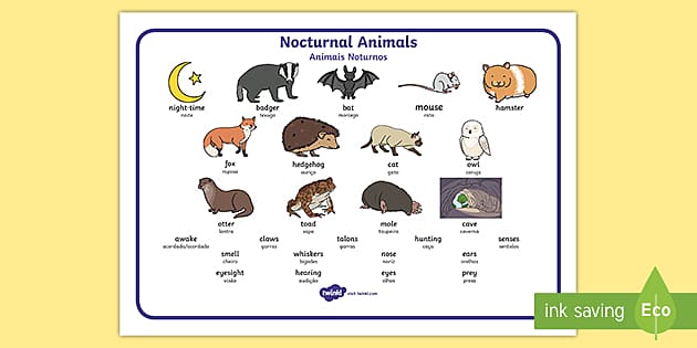 Nocturnal Animals Word Mat English/Portuguese