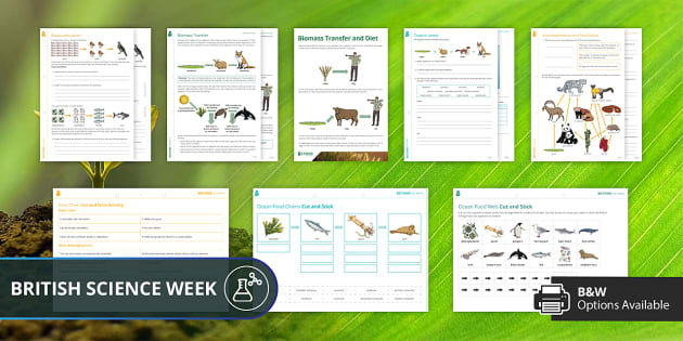 Connections in Ecological Systems | Science Week | Beyond