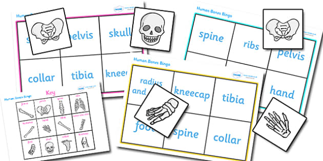 Bones of the Body Bingo - bones of the body bingo, bones, body, human body