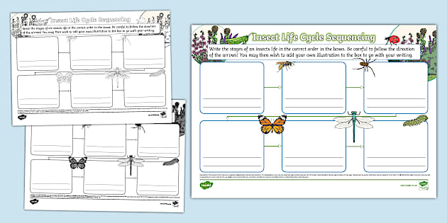 Insect Life Stages Sequencing Mind Map (teacher made)