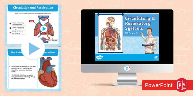 Circulatory & Respiratory Systems PowerPoint (teacher made)