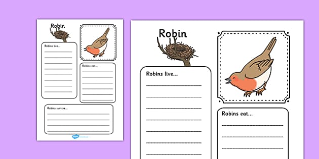 Robin Fact File Worksheet (Hecho por educadores) - Twinkl