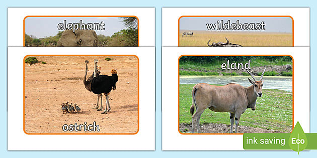 African Animals Display Photos (Teacher-Made) - Twinkl