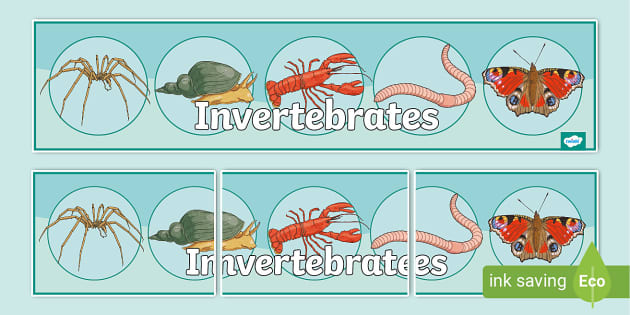 Invertebrates Display Banner | KS2 Science (professor feito) Invertebrates Display Banner | KS2 Science (professor feito)