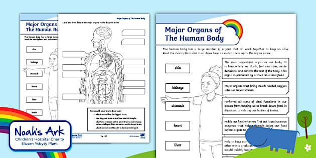 Major Organs of the Human Body Activity Sheets
