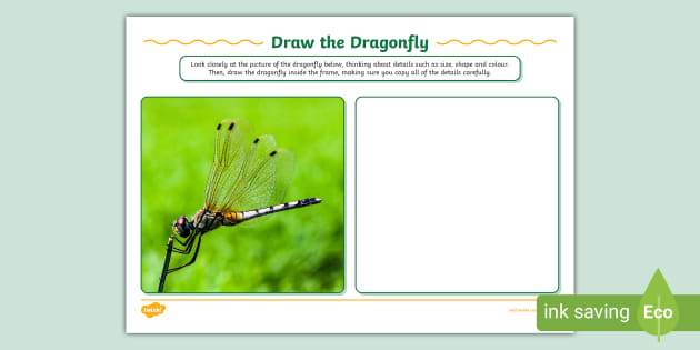 Draw the Dragonfly Art Activity,Dragonfly (Teacher-Made)