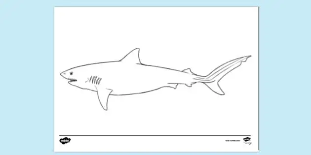 How To Draw A Tiger Shark Step By Step