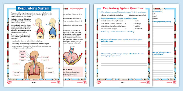 Respiratory System Reading Comprehension (teacher made)