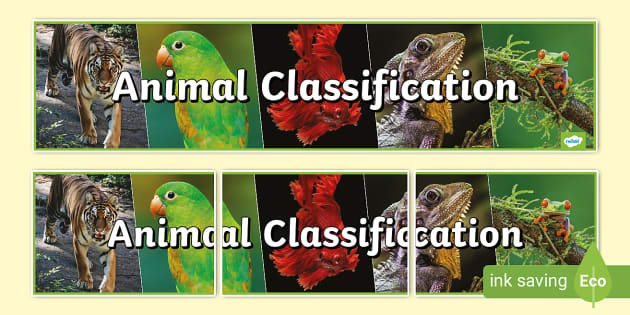 Animal Classification Photo Display Banner - Twinkl Animal Classification Photo Display Banner - Twinkl