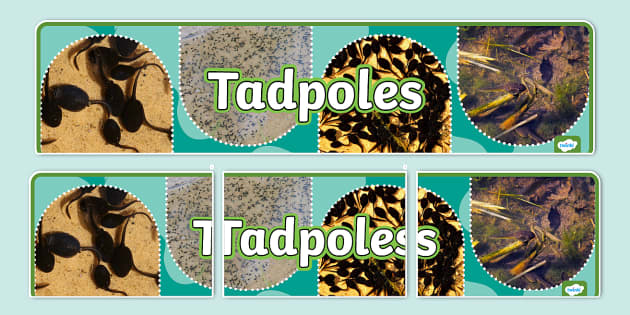 Tadpoles Photo Display Banner (teacher made) - Twinkl