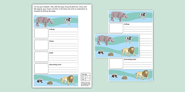 Mammals Folding Life Stages Template (Teacher-Made) - Twinkl