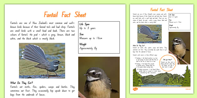 New Zealand Native Birds Fantail Fact Sheet (teacher made)
