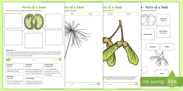 3 Parts Of A Seed And Their Functions Worksheets Twinkl