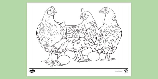 The Hens Colouring Sheet | Colouring Sheets (teacher made)
