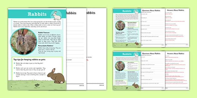 Rabbit Differentiated Reading Comprehension Activity