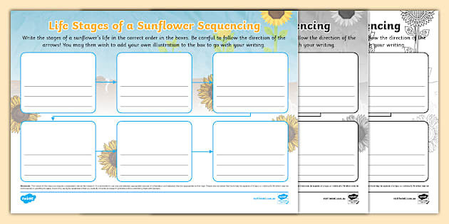 Life Stages of a Sunflower Sequencing Mind Map
