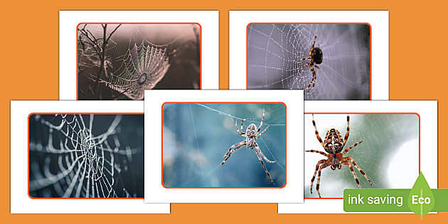 Spiders and Webs Photo Pack - Spider Habitat (teacher-made)