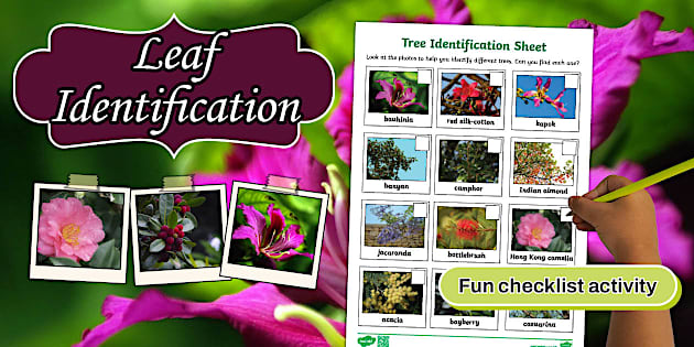 * NEW * Leaf Identification Checklist
