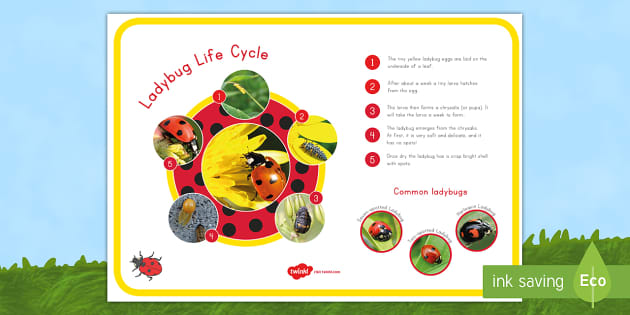Ladybug Life Cycle Photo Large Poster (teacher made)