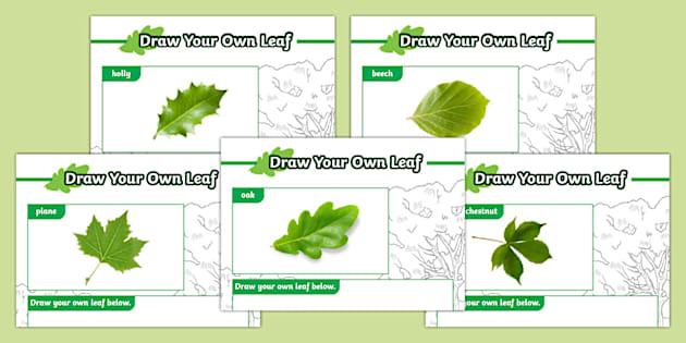 Draw Your Own Leaf Activity (teacher made) - Twinkl