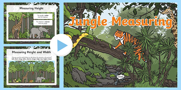 Jungle Measuring PowerPoint (teacher made) - Twinkl