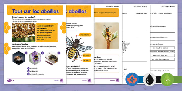 All About Bees Differentiated Reading Comprehension French
